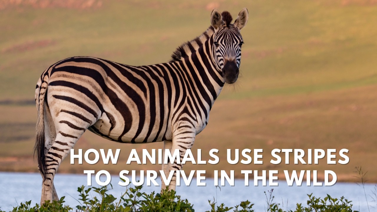 Why Some Animals Have STRIPES… And Others Don’t (Insane Reasons) - YouTube
