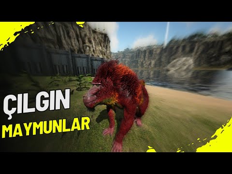 Çılgın Maymunlar (dinopithecus) | ARK Lost island 7.GÜN