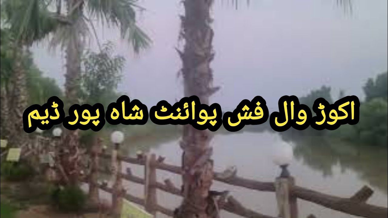 Akorwal fish point shahpur dam | Fish point at shah pur dam - YouTube