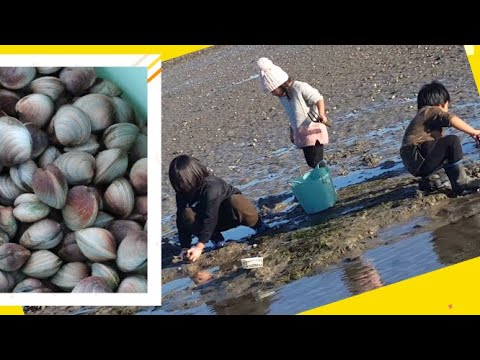 Collecting Cockles | How To Dig For Cockles - YouTube
