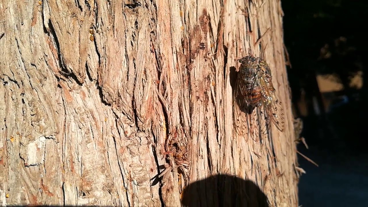 Gongi galagioase Grecia cicade - YouTube
