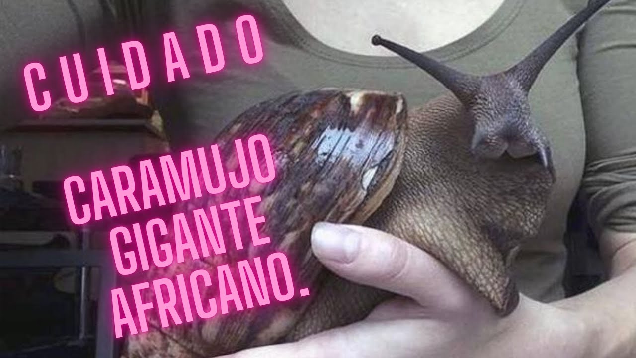 Caramujo gigante africano (Achatina fulica ) Prevenção, Controle ...