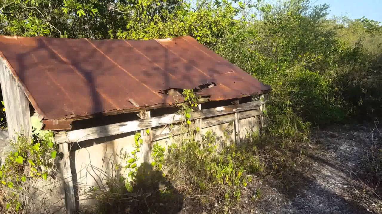 A Buggy Walk on Dismal Key - YouTube