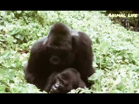 Gorille accouplement