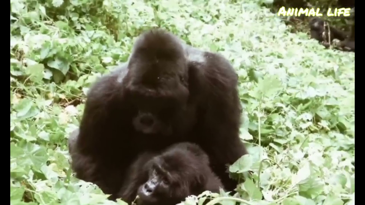 Gorille accouplement - YouTube