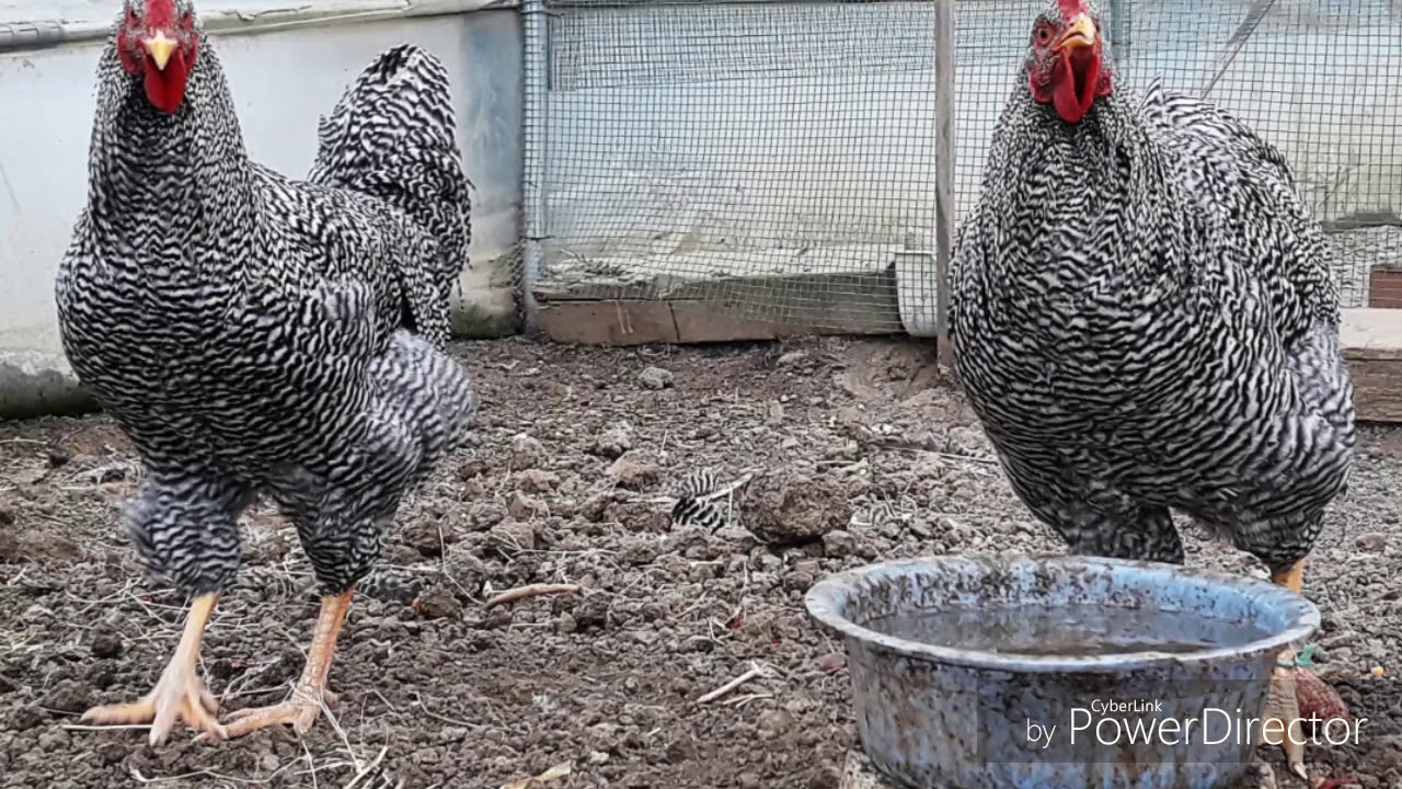 The Domestication History of chickens 2019 - YouTube