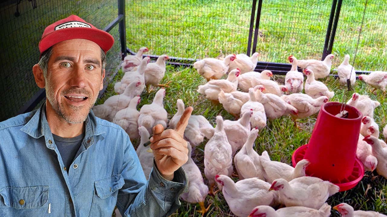From Homestead to Small Farm Raising 150 Chickens For Dinner - YouTube