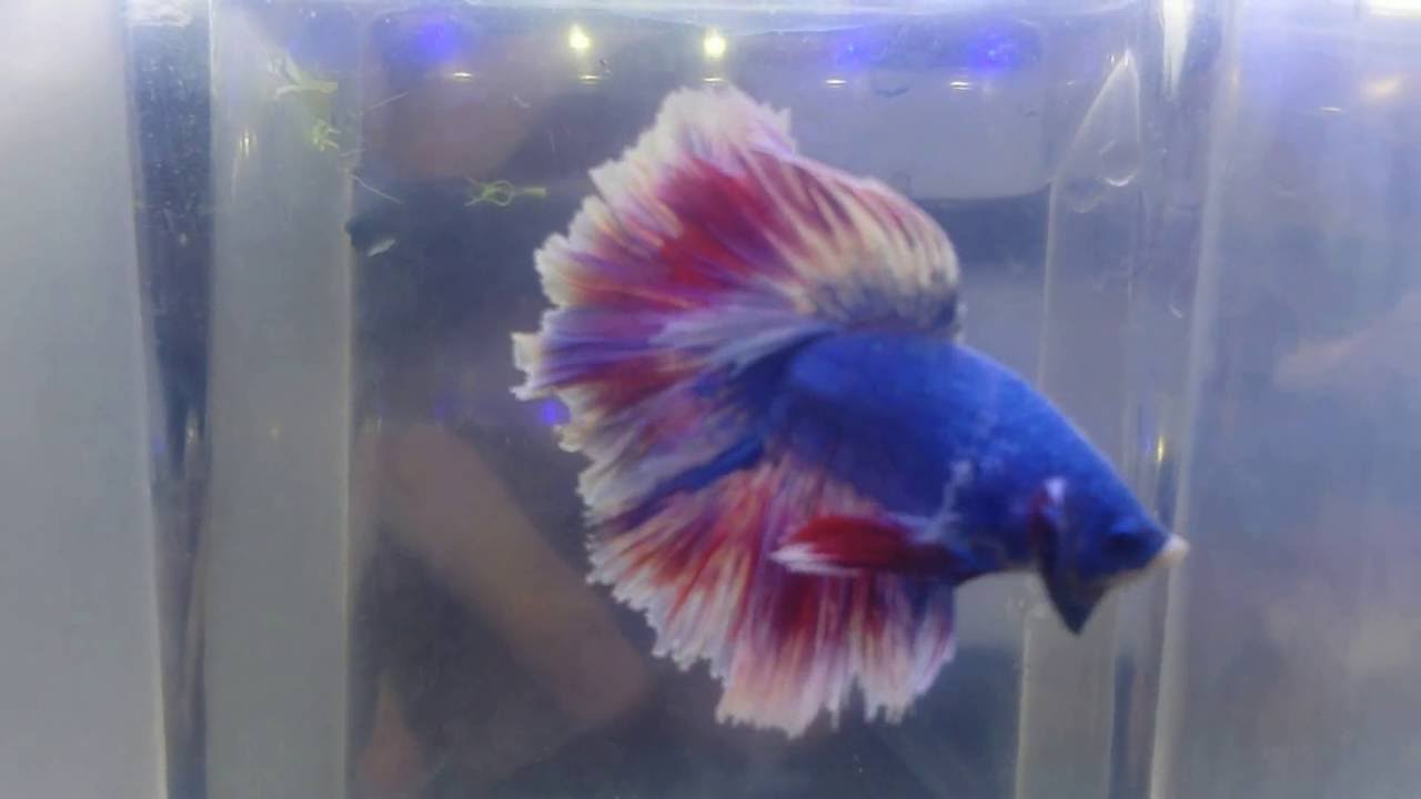 Betta Macho HM Rosetail Marmol bicolor "salamander" - YouTube