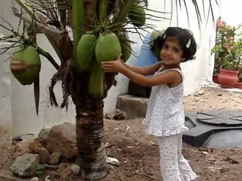World's smallest coconut tree - YouTube