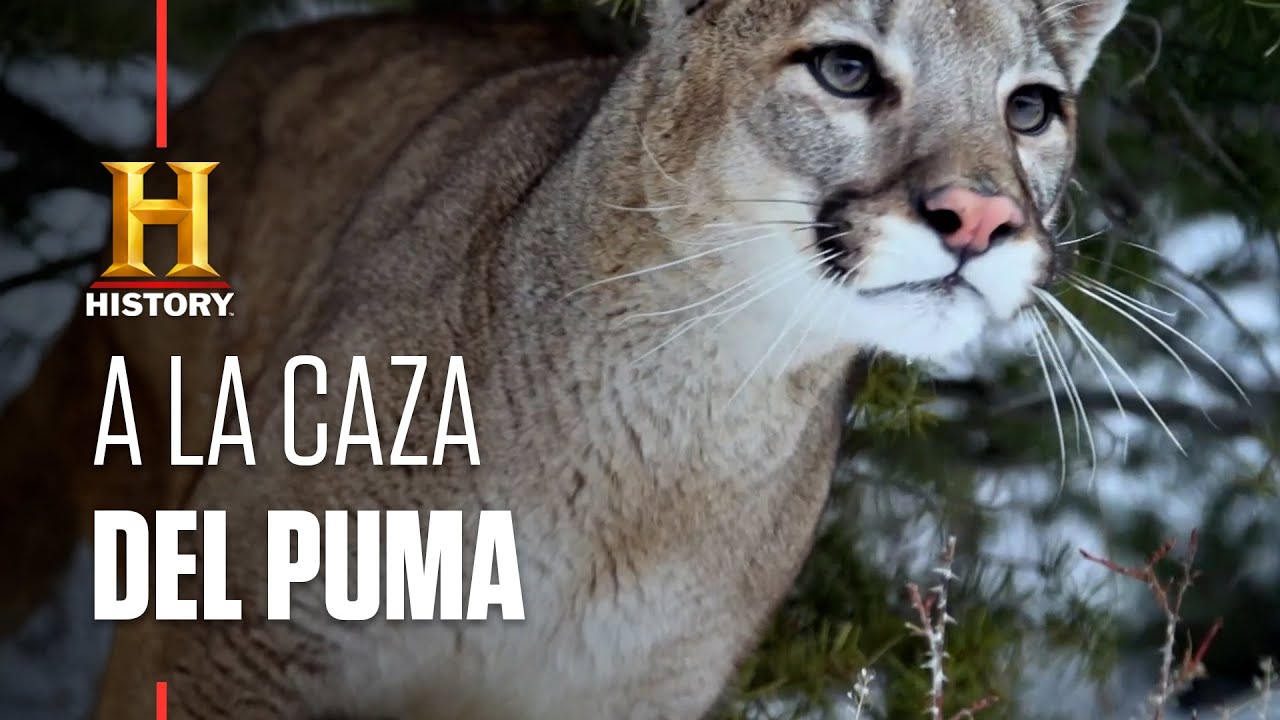 A LA CAZA DEL PUMA - HOMBRES DE MONTAÑA - YouTube