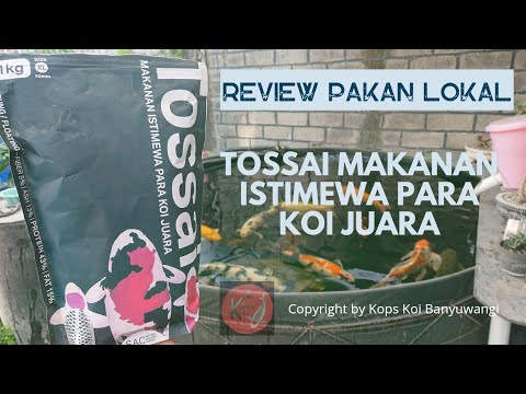 Review Pakan Koi Lokal Tossai - YouTube