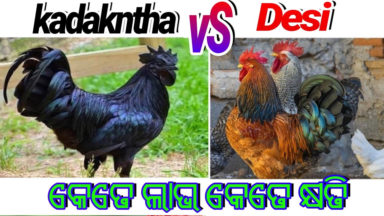 kadakntha farm bargarh//Desi kukuda & kadakntha kukuda farm Odisha ...