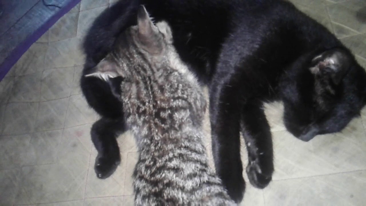 Akibat pergaulan bebas (Kucing) - YouTube