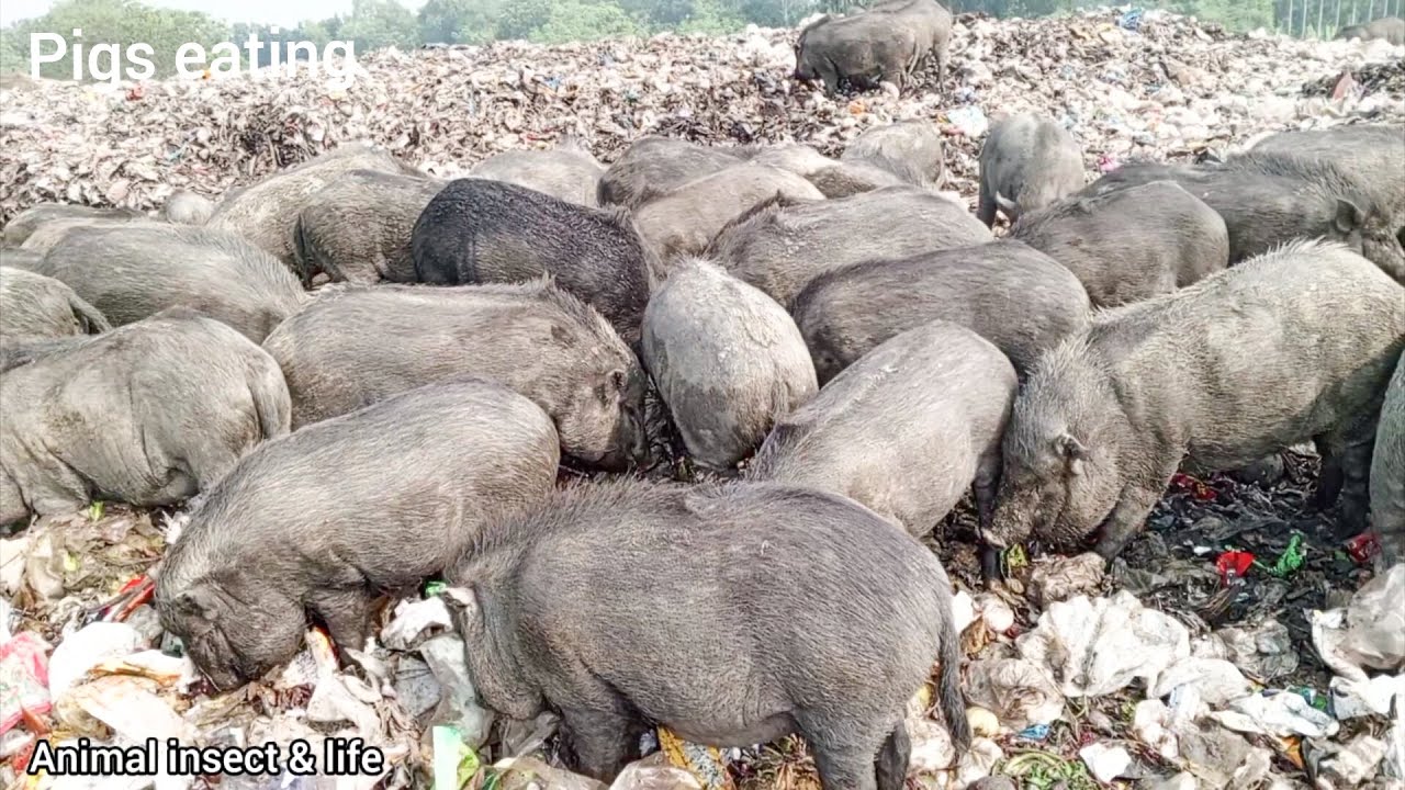 beautiful pig party.amazing pigs village - YouTube