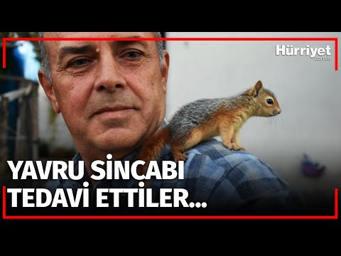 Yürek Isıtan Anlar! Yaralı Buldukları Sincabı Elleriyle Beslediler