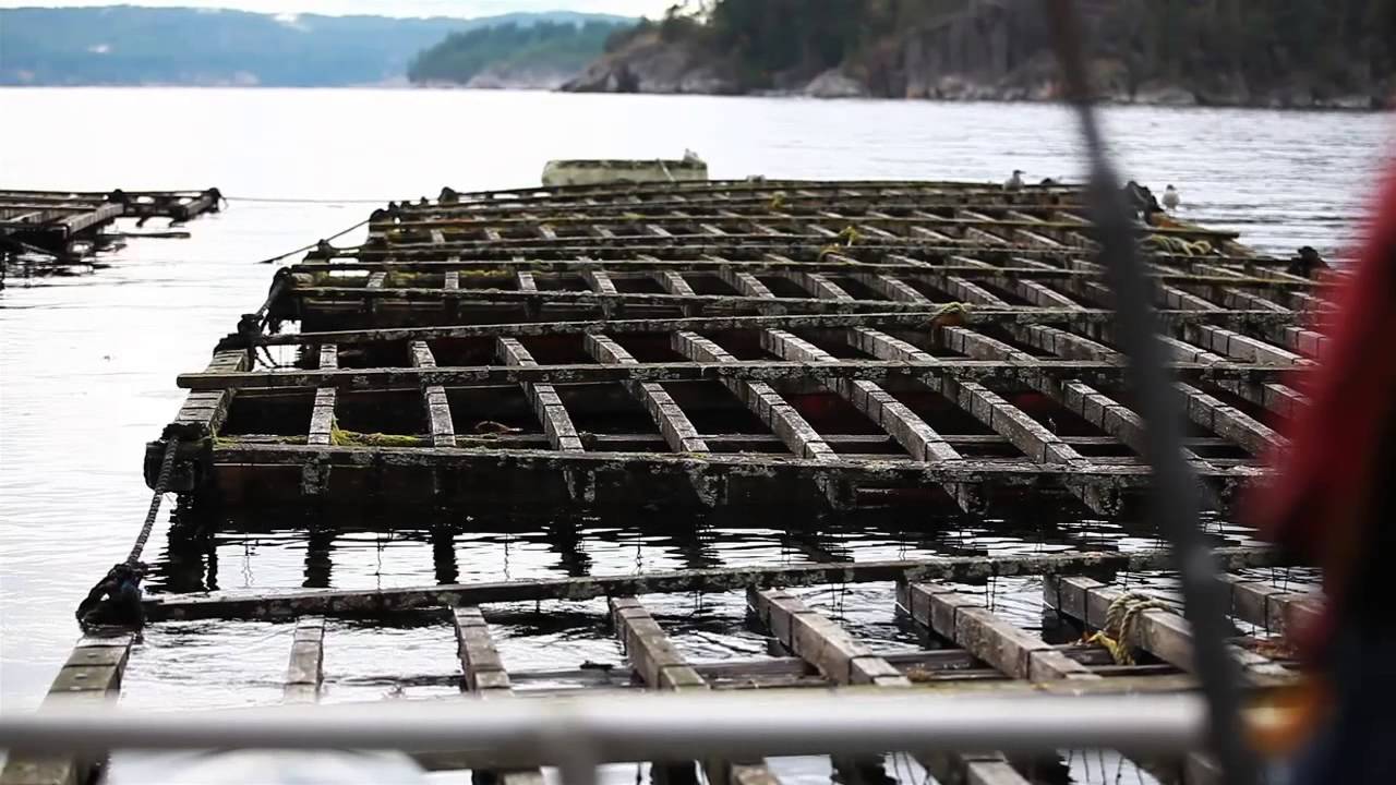 chefdbrown visiting Sawmill Bay Oysters - YouTube