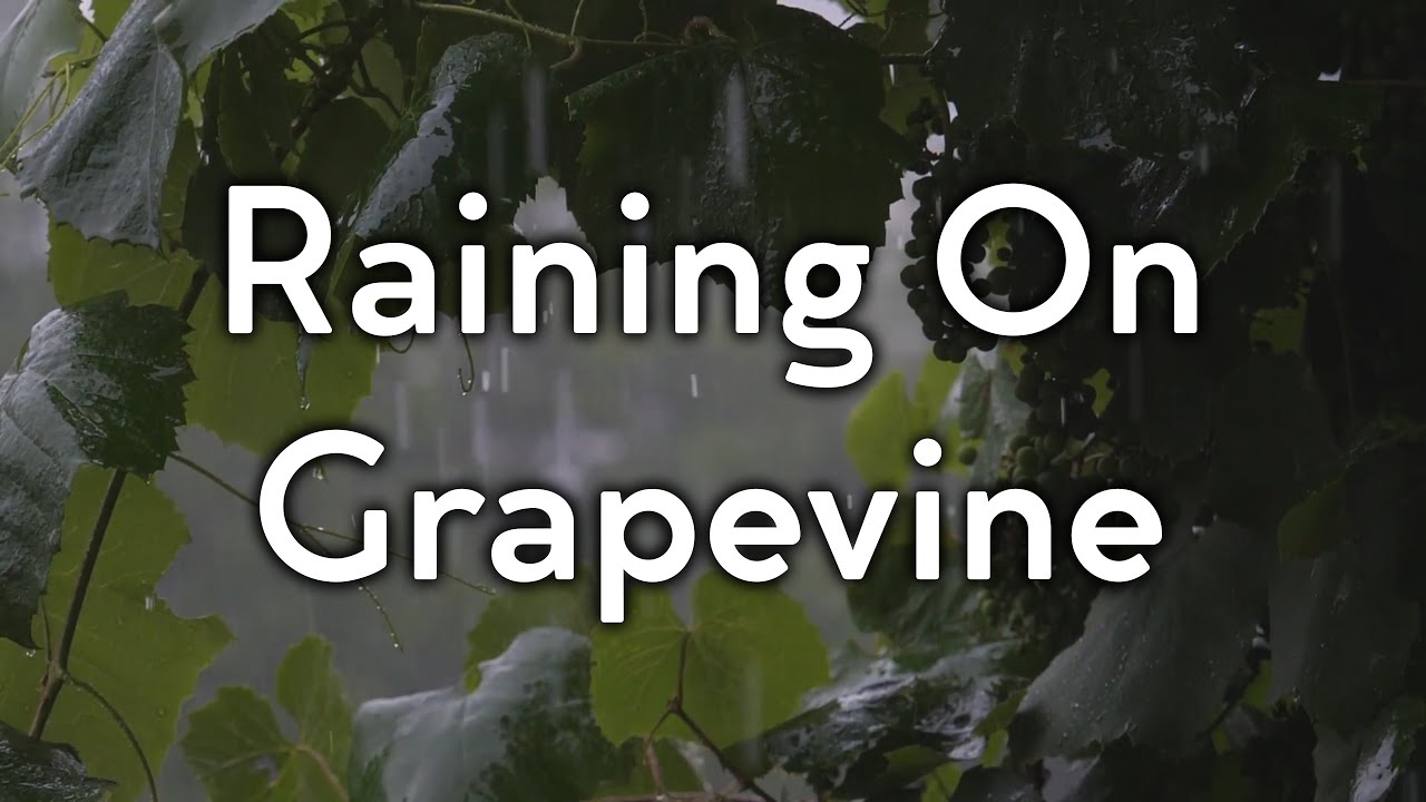 Soft Rain On A Grapevine (5 Hours) - YouTube