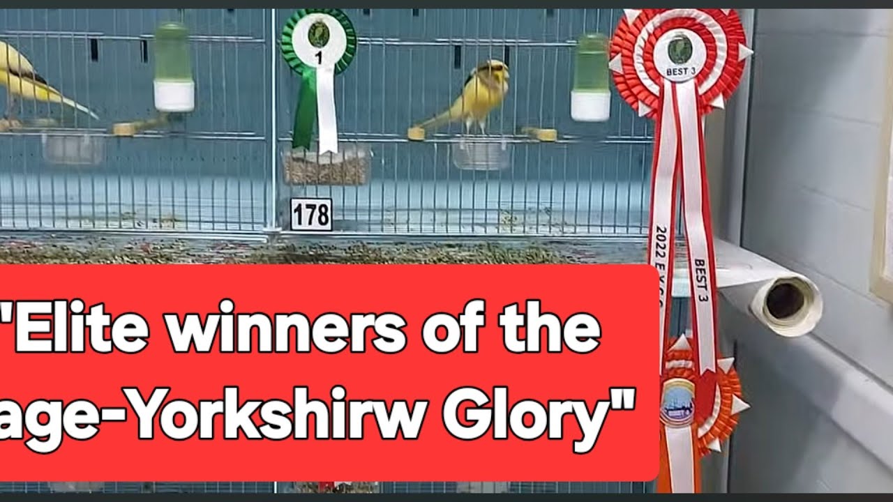 “Champion Yorkshire Canaries – Grace, Form & Victory”#ChampionCanaries ...