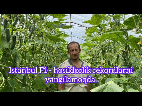 Istanbul F1 - ҳосилдорлик рекордларни янгиламоқда.