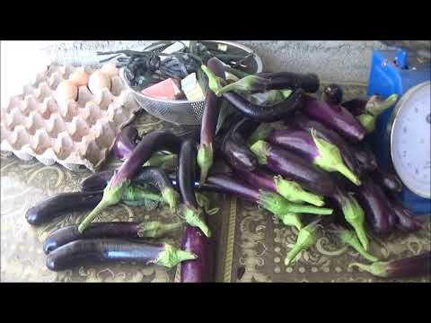 A Bit Of Cash From The Garden - YouTube