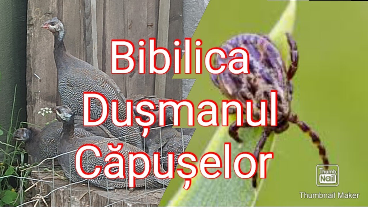 Bibilica : dușmanul căpușelor - Cum scăpăm de Căpușe - combaterea ...