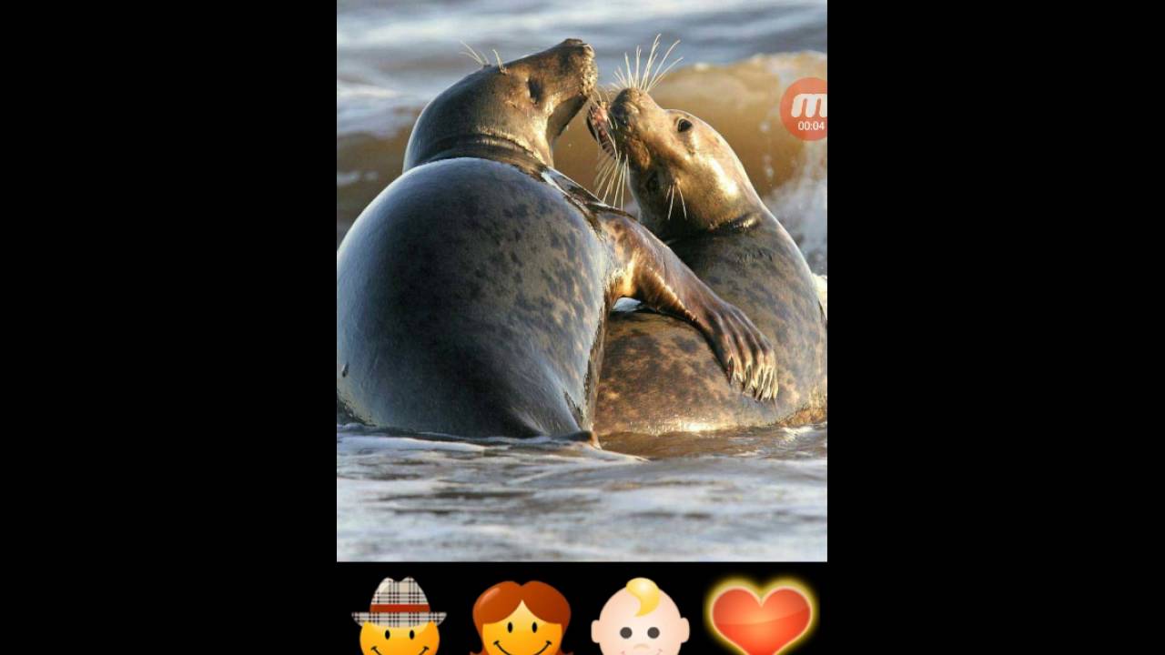 Zoola: Seal - YouTube