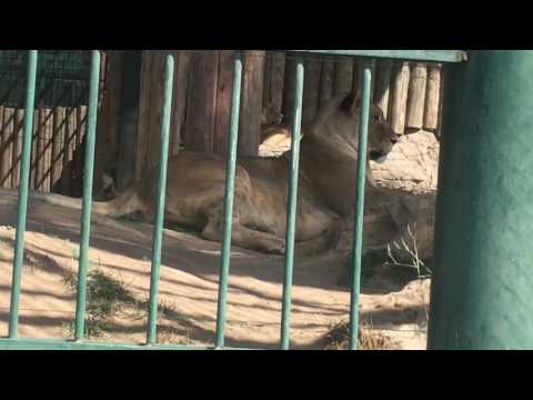 Aslan saldırısı (Lion) attack