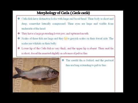 Identification, Classification, habit, habitat and economic importance of Rohu, Catla and Mrigal