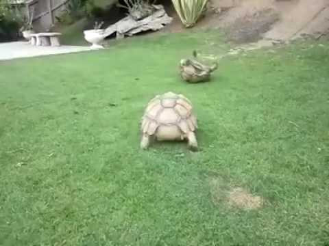 Tortoise helps friend who's flipped over - YouTube