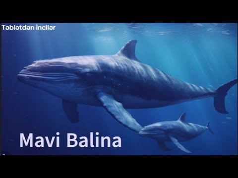 Mavi Balina. Dünyanın Ən Böyük Canlısı - YouTube