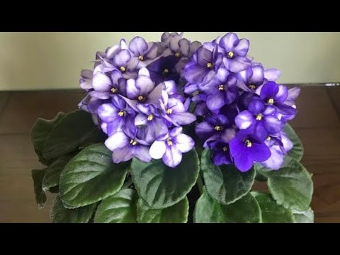 Menekşelerinizde küllenme olmamaması için bunları mutlaka yapın❗️ African violet diseases, treatment