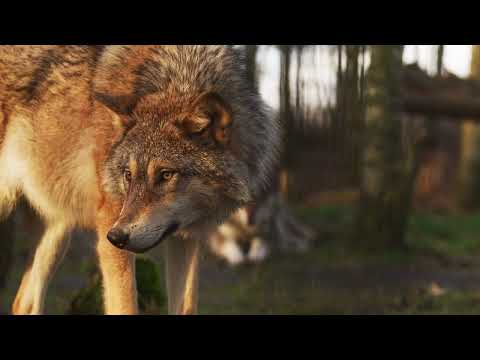 Angry Wolf In Jungle #animals #shorts