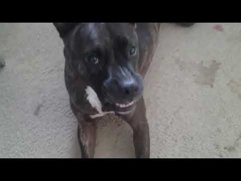 Pitbull snaps At camera