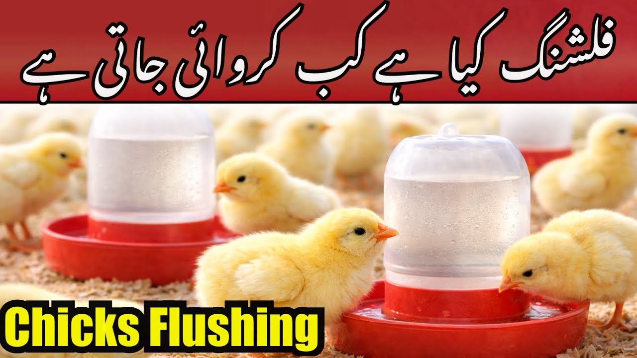 Chozay Ki Flushing kia hoti hai aur Kyun Zaroori Hai? Complete Guide ...