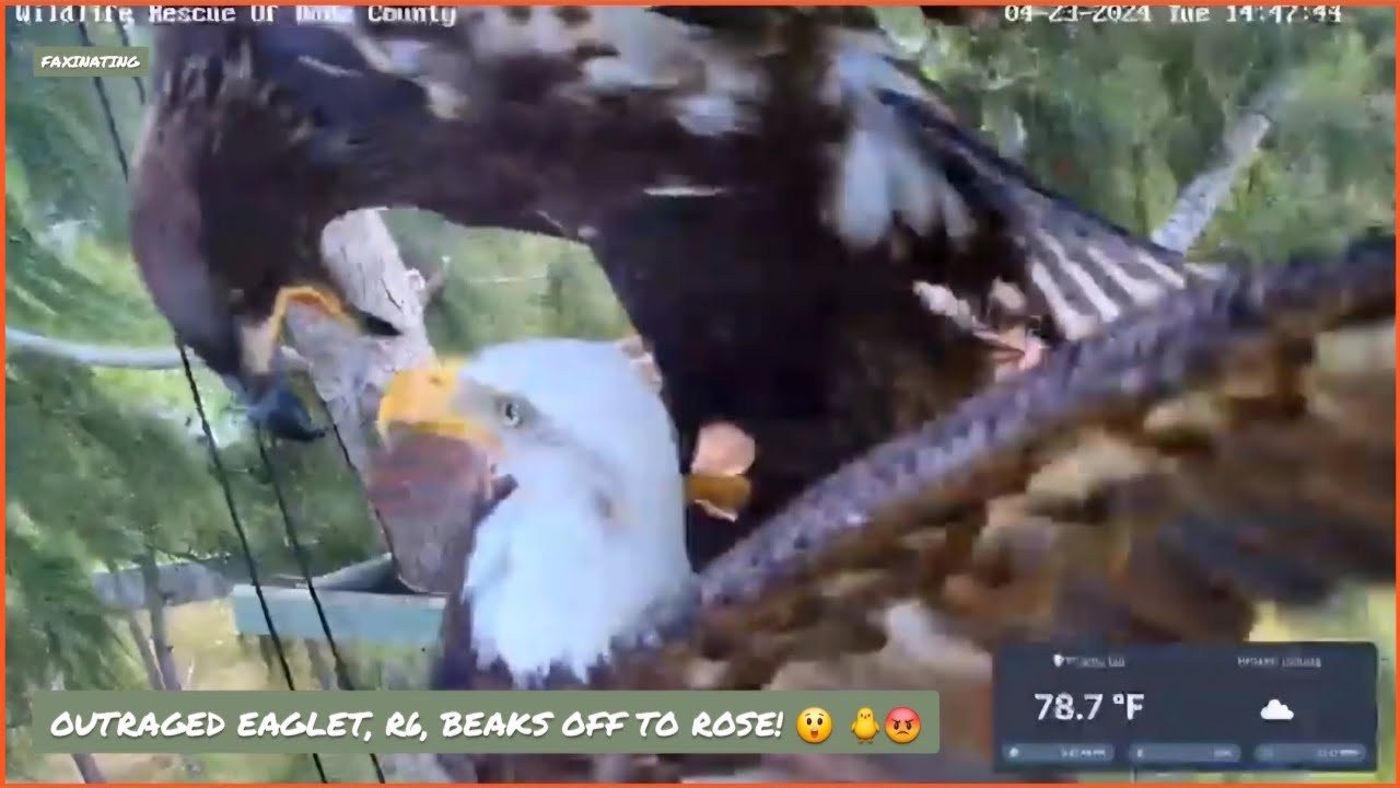 MIAMI-DADE EAGLES ~ OUTRAGED EAGLET, R6, BEAKS OFF & ATTACKS MOM! 😲 100 DAYS OLD! 🐥🥳 4/23/24 ...