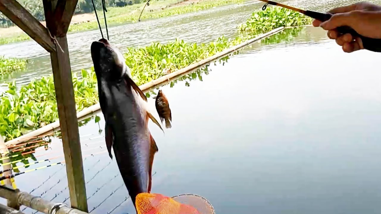Mancing Ikan Cirata - YouTube