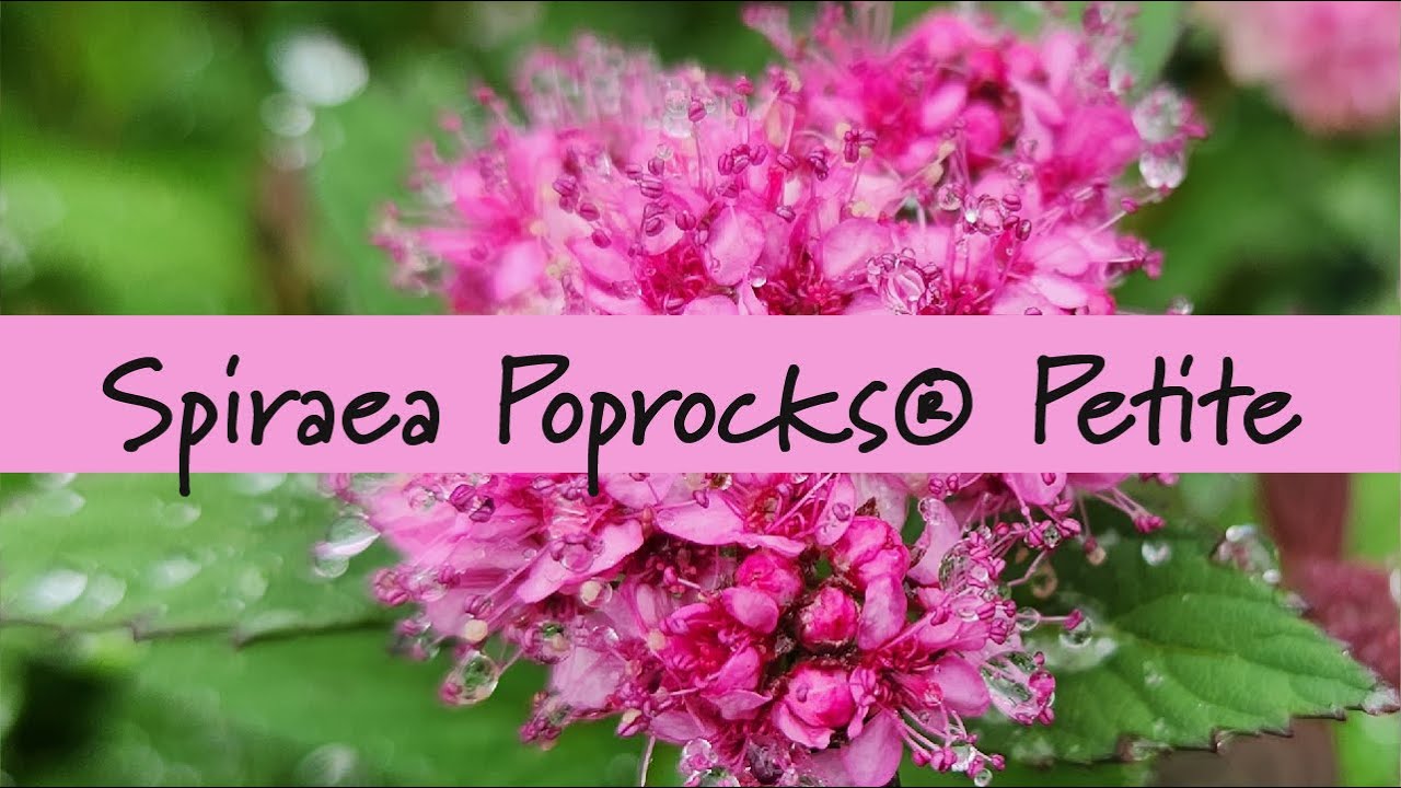 Spiraea Poprocks® Petite at Prides Corner Farms - YouTube