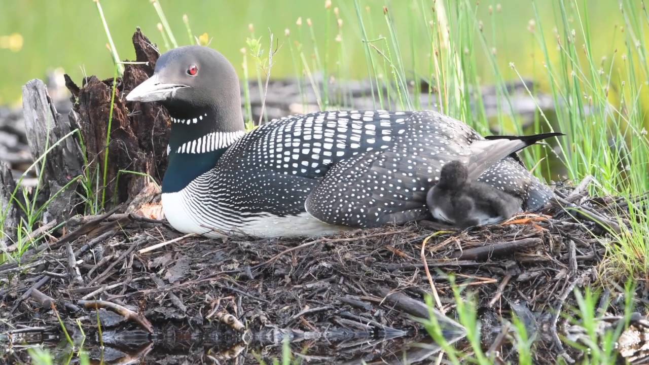Loon Chick 20160715 - YouTube