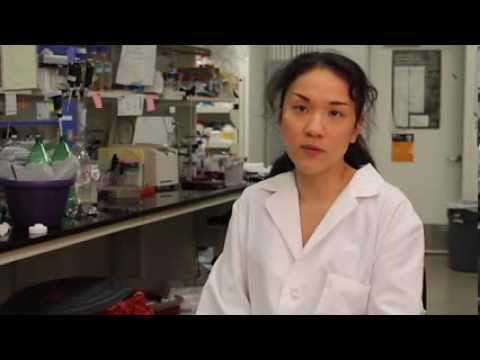 B&B: Split intein mediated ultra-rapid purification of tagless protein ...