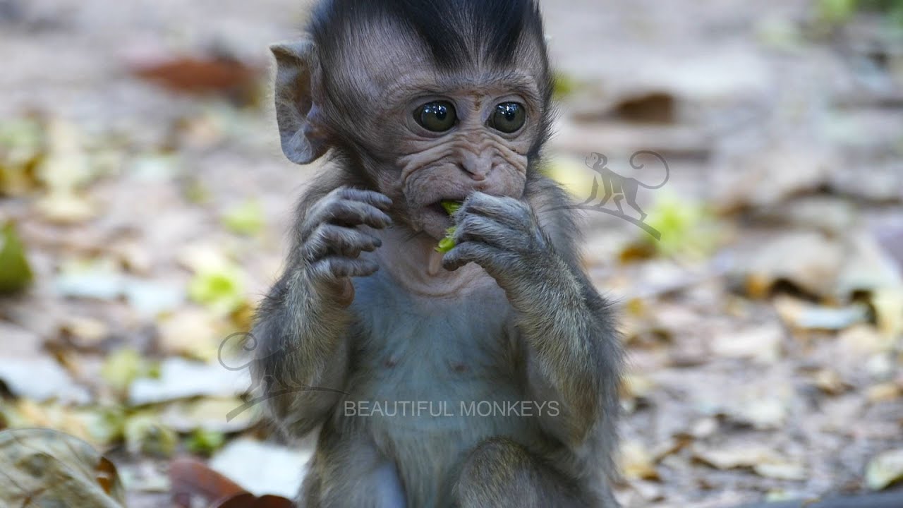 Before Mom Start Weaning Baby Monkey Elfi Learned And Tasted A Lot Of ...