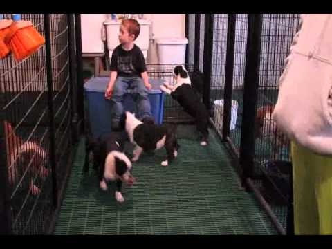 Shorty Bull pups-North Star Bulldogs - YouTube