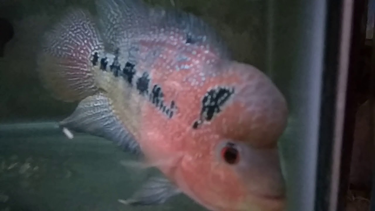 Flouron fish - YouTube