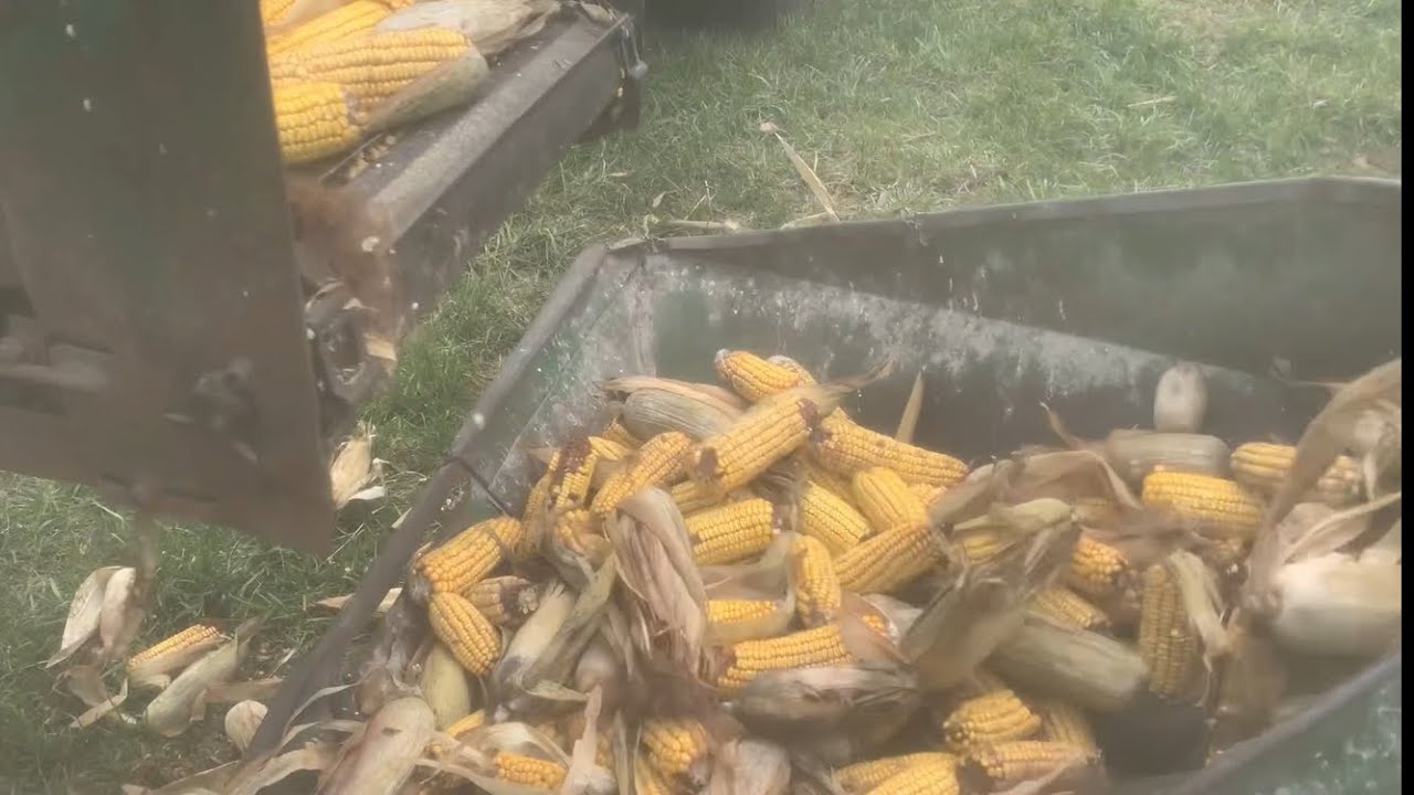 Grinding Ear Corn 🌽 & Mixing Feed #cattle #farming - YouTube