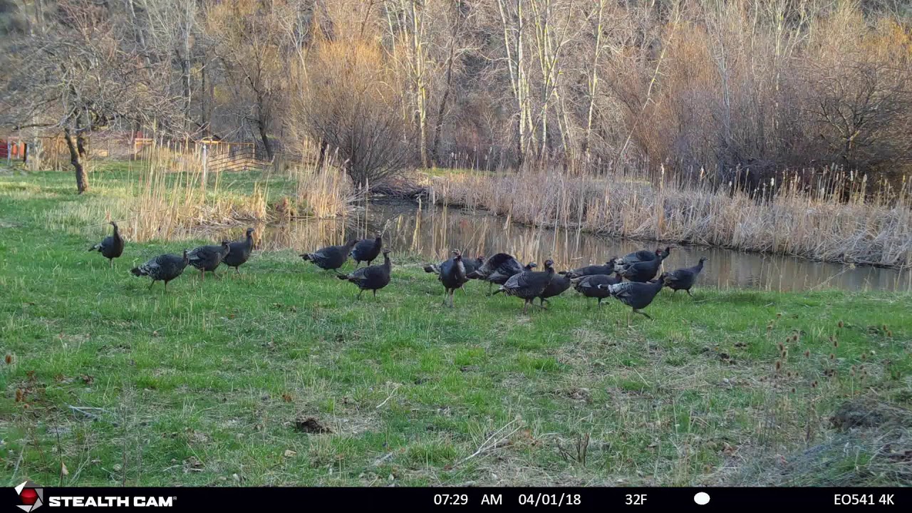 Scaredy Jakes caught on the Stealth Cam- DS4K Camera - YouTube