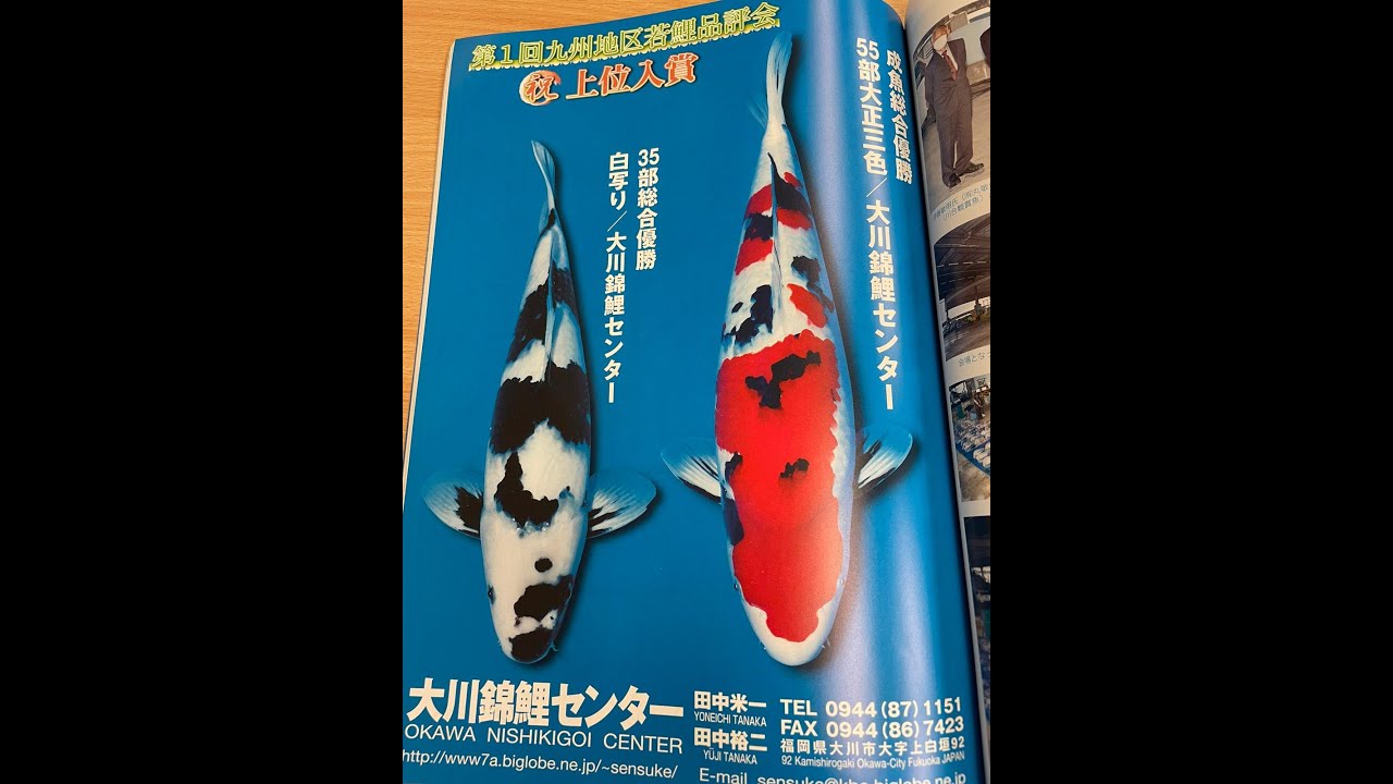 Magnificent Shiro Utsuri Koi with Stunning Sumi and Sashi - Xmas Eve Elite Koi Auction ...