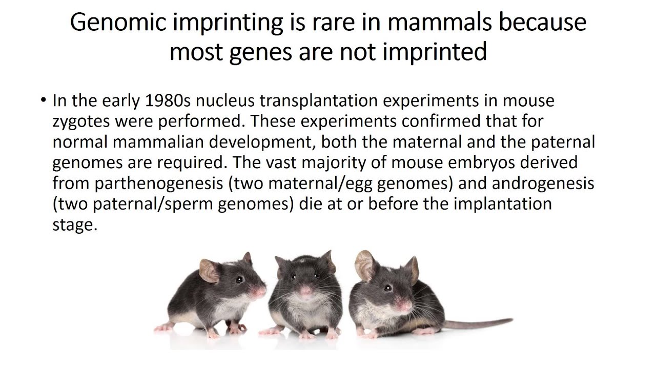 Parental Genomic Imprinting - YouTube