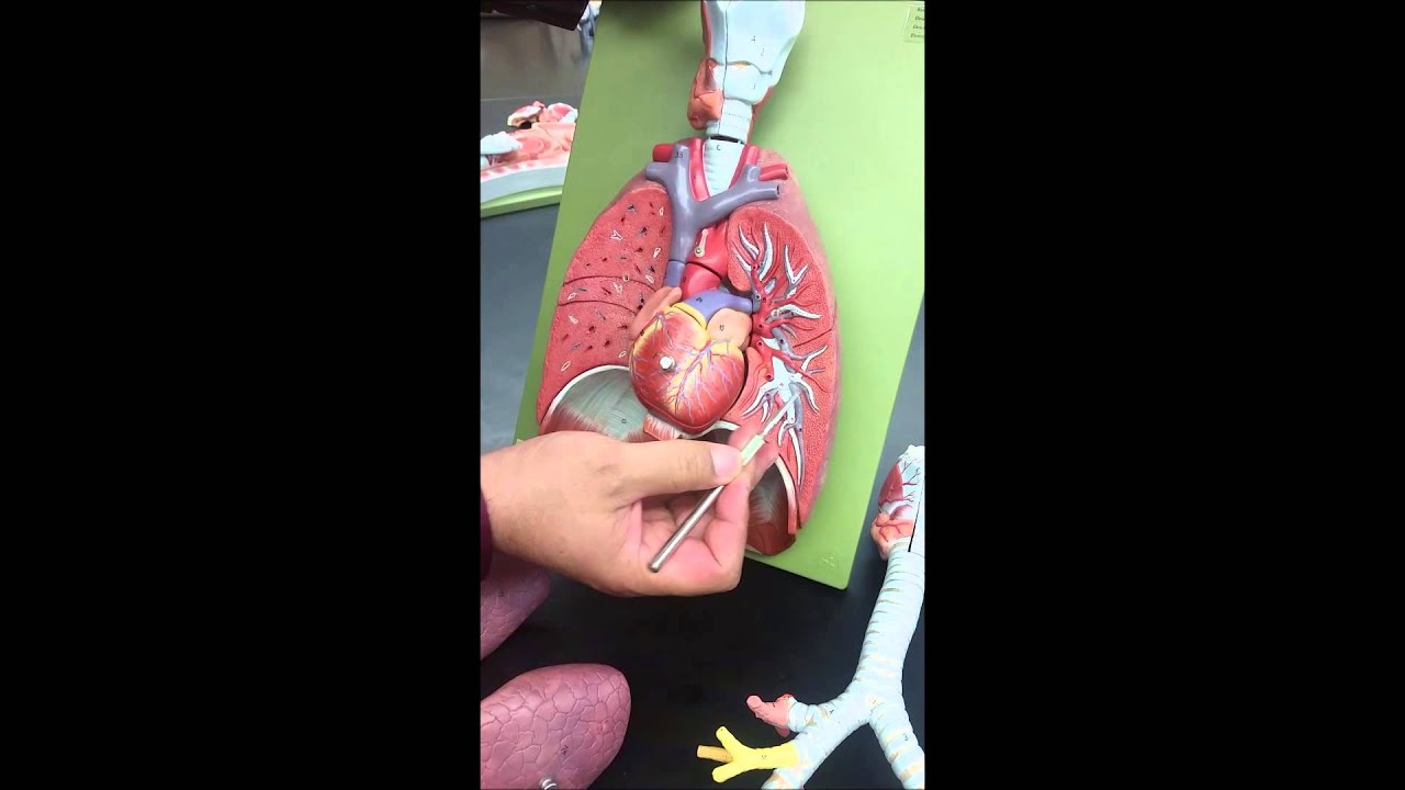 Anatomy of the respiratory system lung model - YouTube