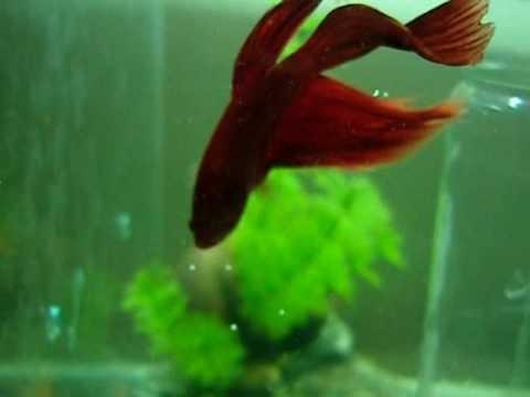 My Betta Fish Mating - YouTube