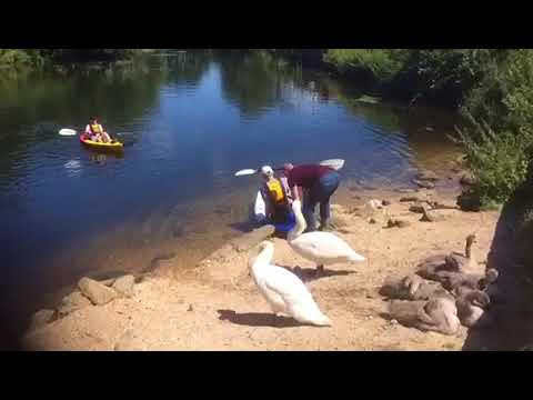 Swan wanting to bite your bum - YouTube