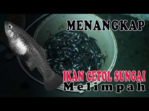 🔴LIVE - Menangkap Ikan Cetol Atau Cere Di Sungai, Hasilnya Melimpah ...